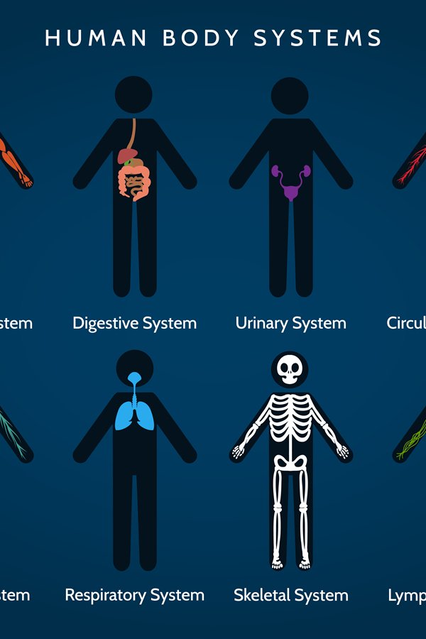 Human body systems anatomy
