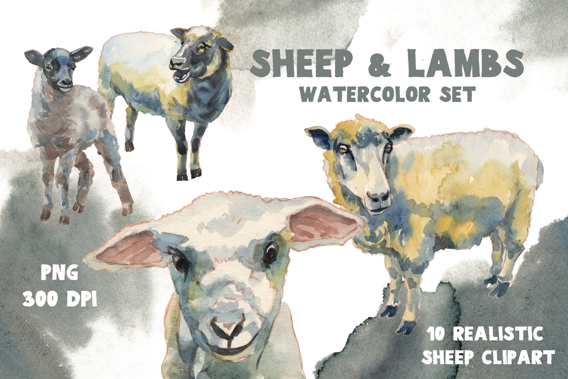 Sheep & Lambs watercolor set