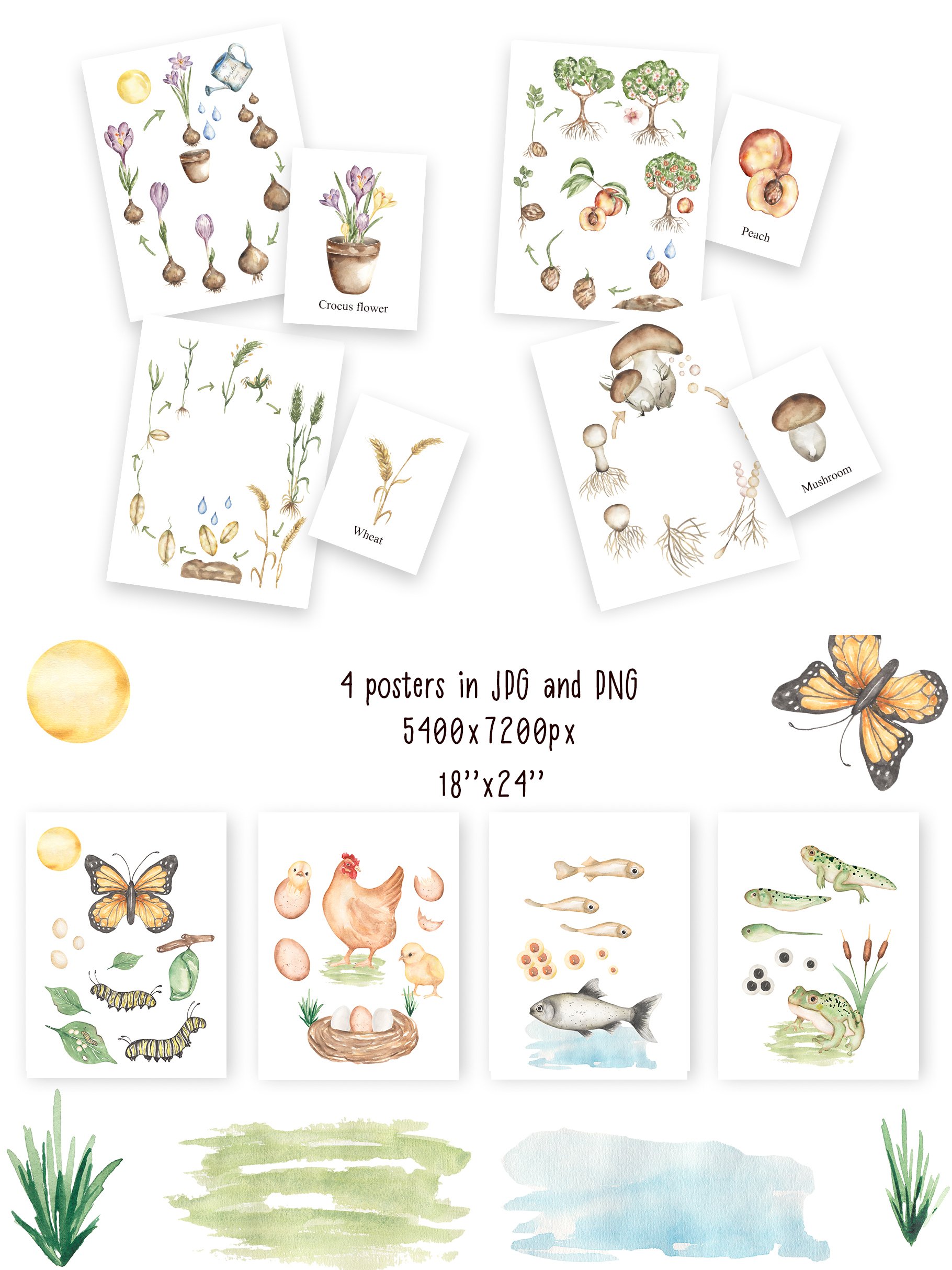 Watercolor Life Cycle Bundle (1809698)