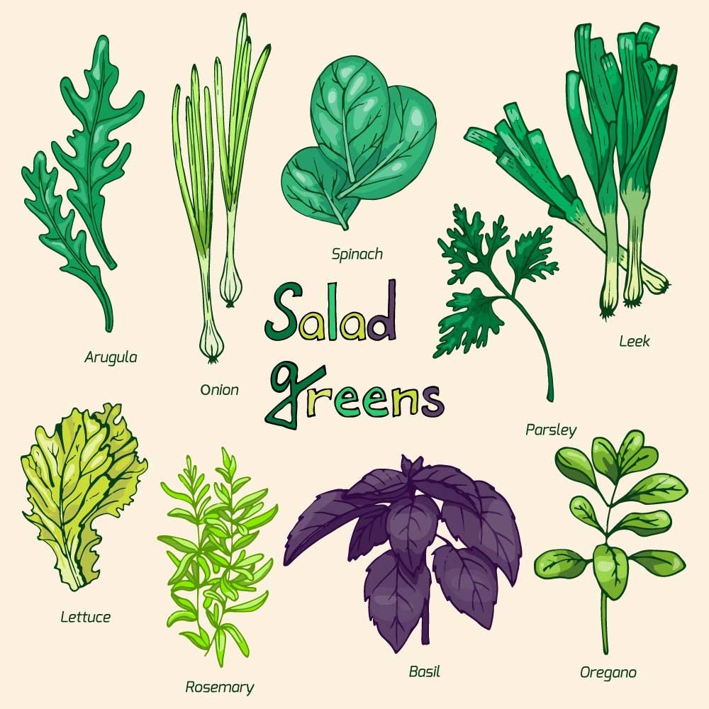 Culinary Herbs Vector Clip Art