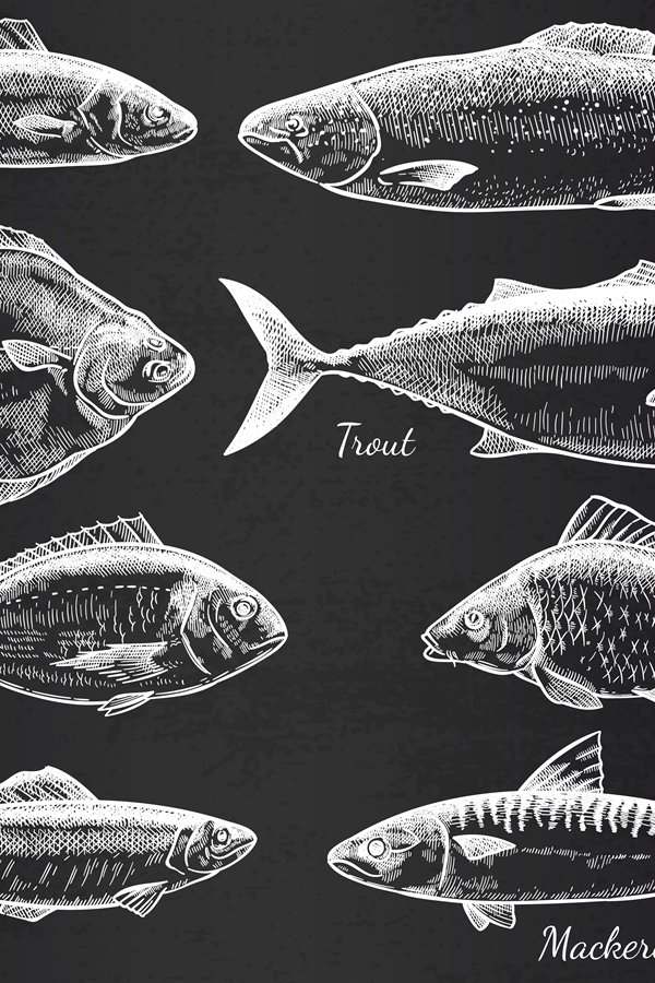 Hand drawn fish. Sketch various fish salmon and carp, macker