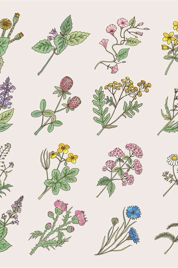 Botanical herbs and flowers. Hand drawing pictures isolate o