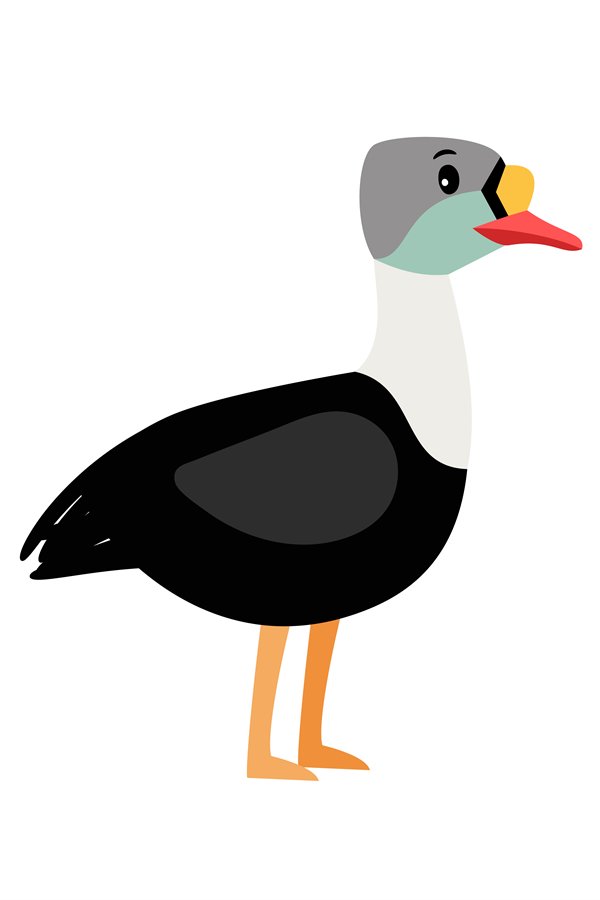 Eider cute cartoon bird