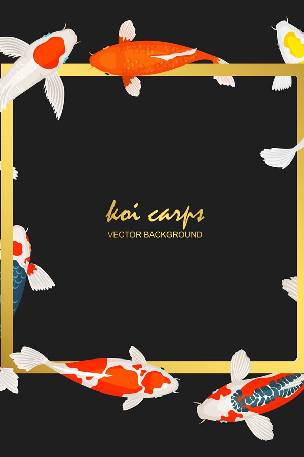 Koi fish and frame background
