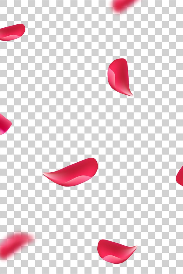 Falling pink petals. Flying rose leaves on transparent backg