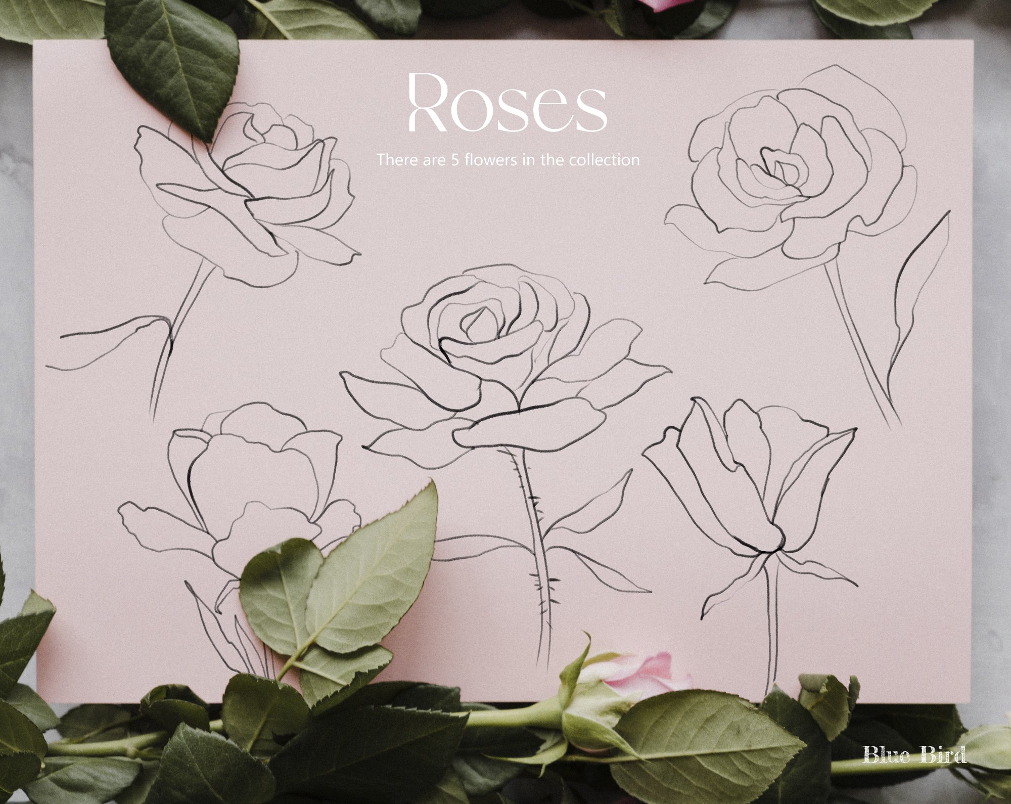 Botanical line art. Hand drawn roses sketches clipart