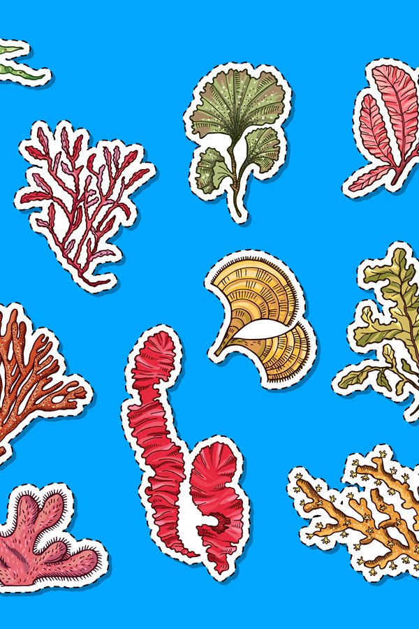 Vector hand drawn seaweed elements sticker set illustration