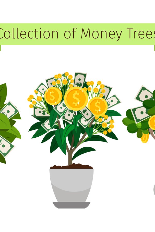 Money tree in flower pot set