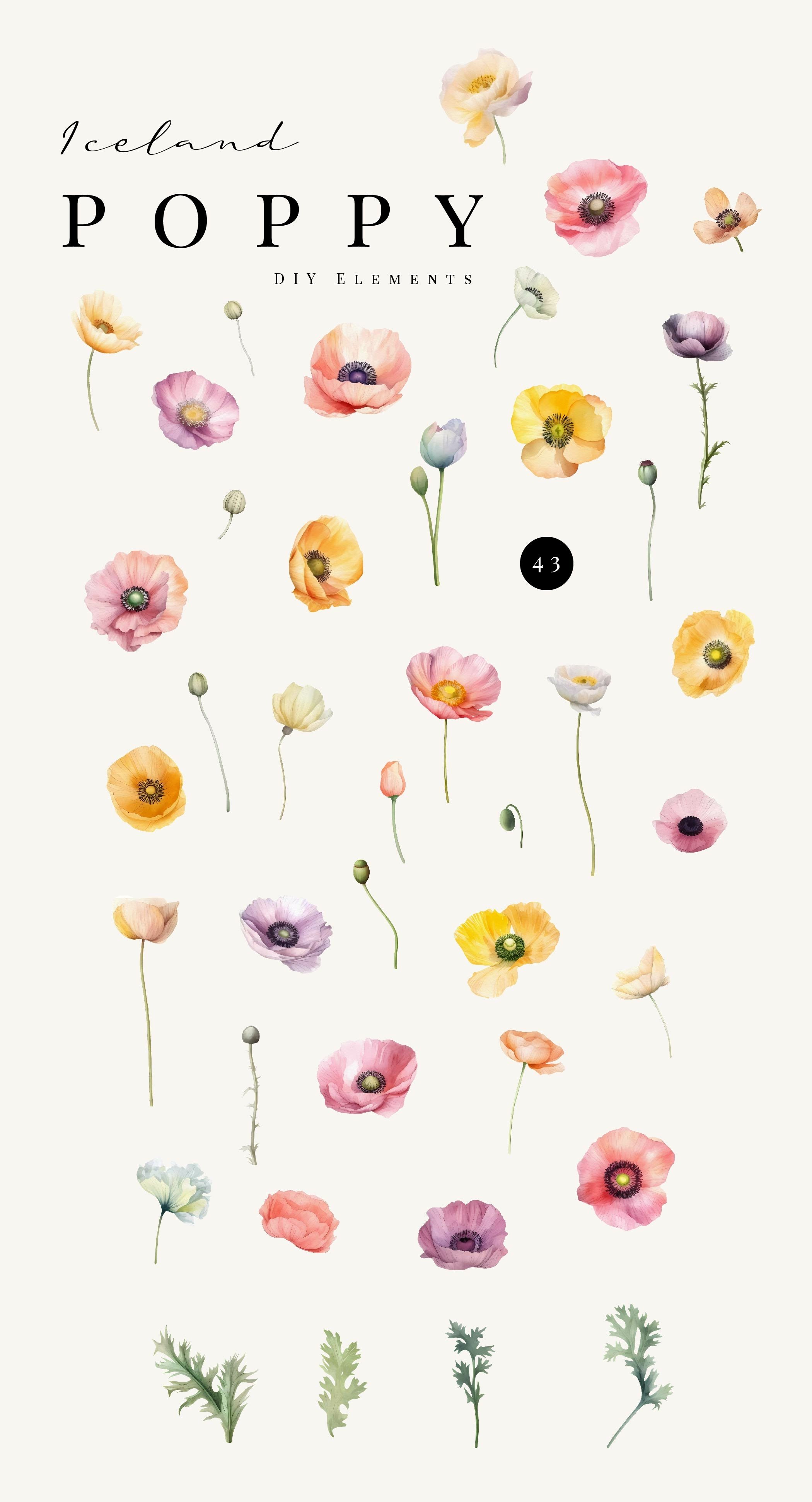 Iceland Poppy Watercolor Clipart - Floral Clip art Set - DIY