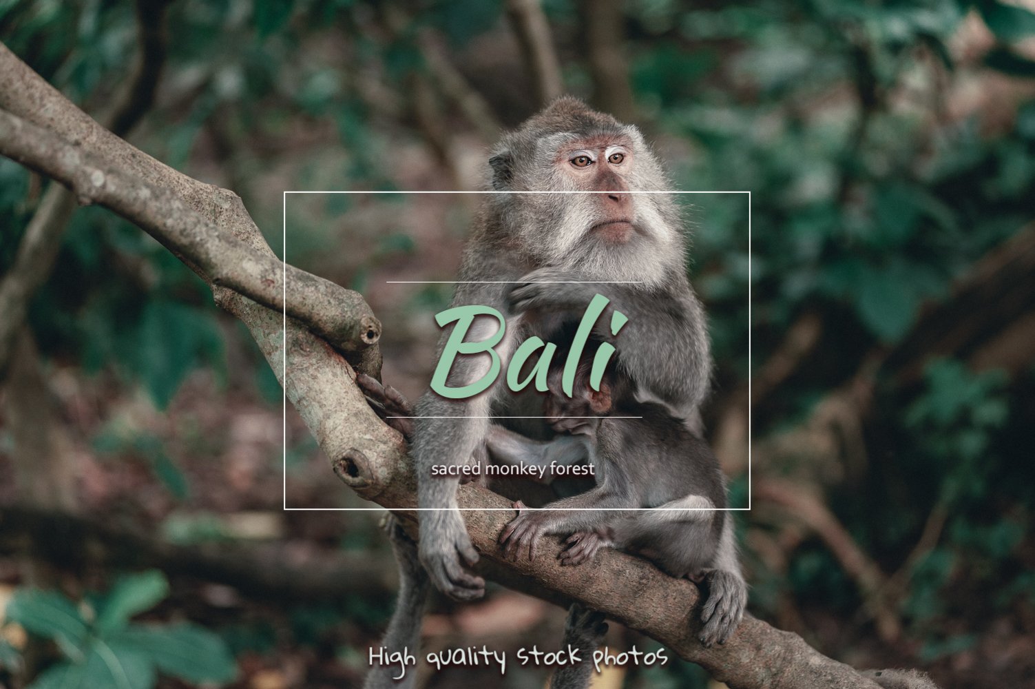 Bali. Monkey in Sacred monkey forest. (654130)