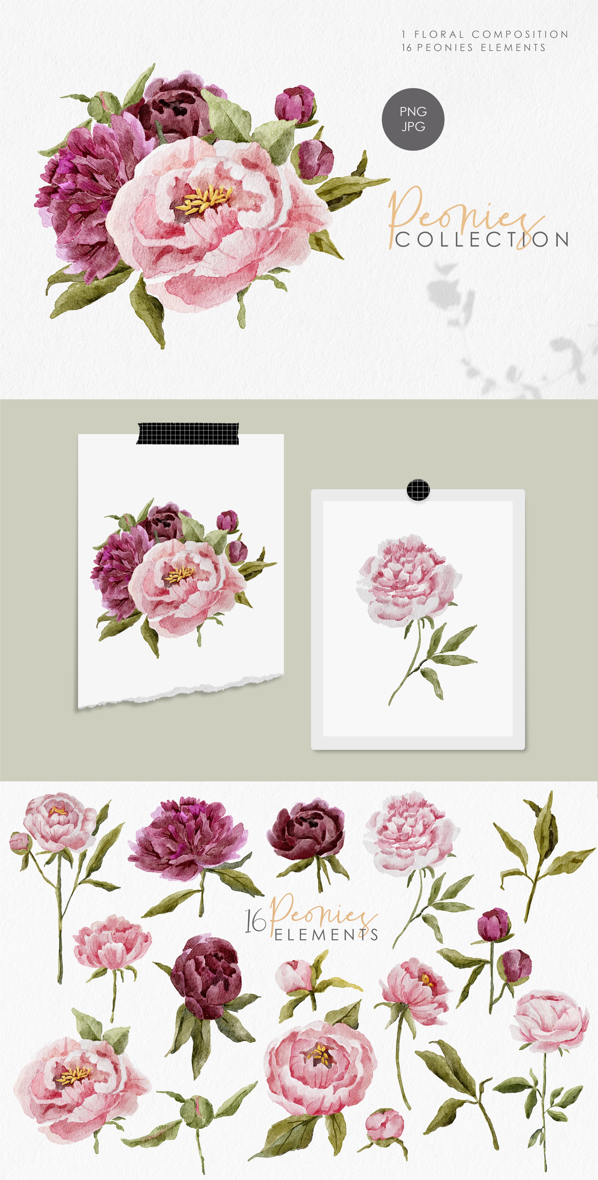 Watercolor peonies clip art