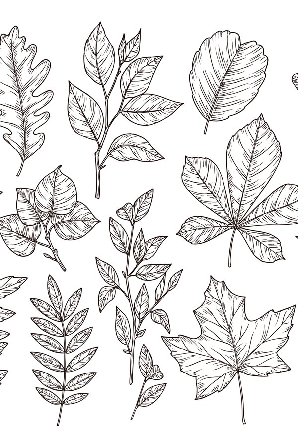 Hand drawn forest leaves. Autumn leaf sketch, drawing nature