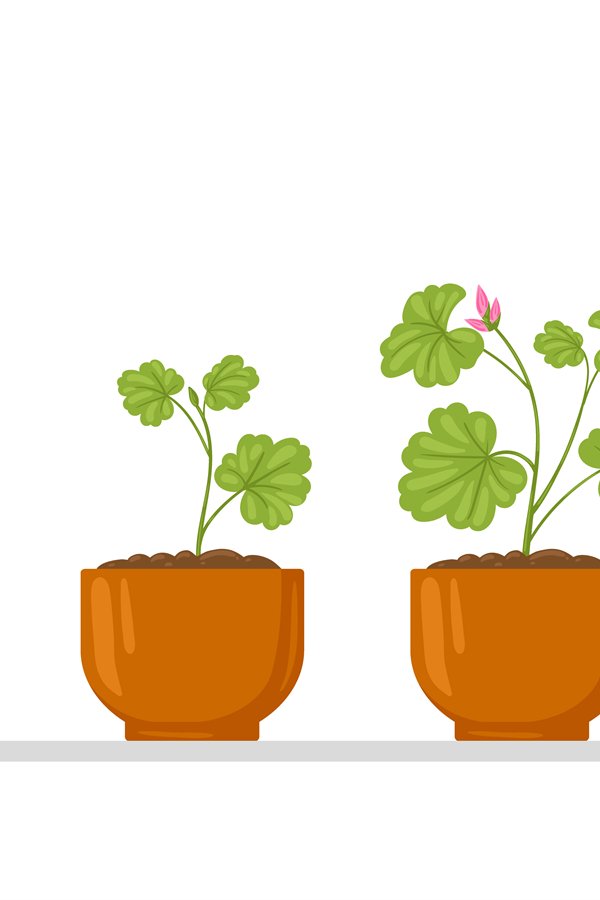 Cartoon plant growth process, flower seed, sprout growing in