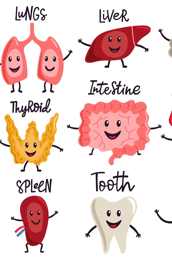 Healthy body organs. Internal human organs characters