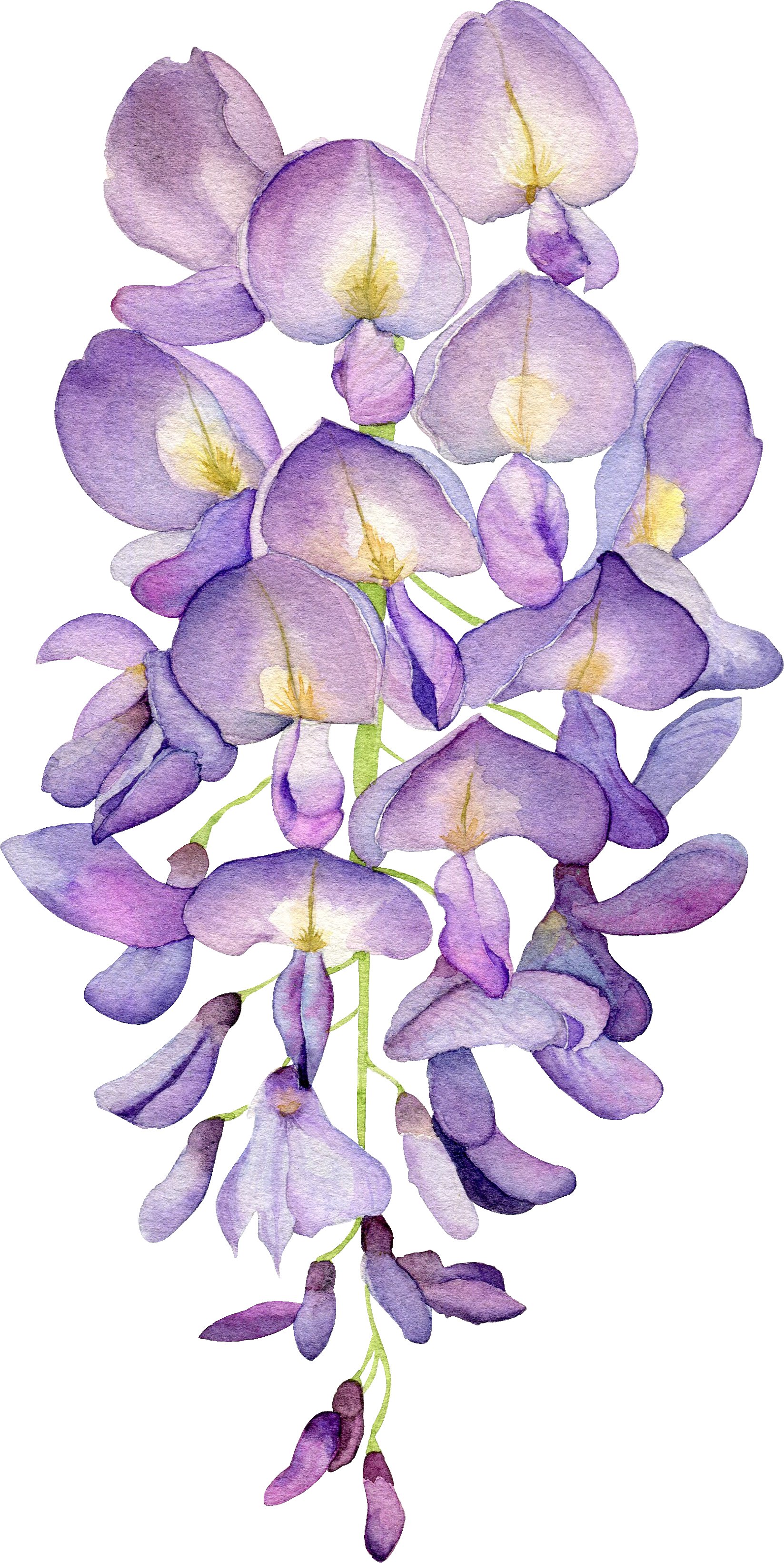 Watercolor Purple Flowers Clipart PNG Digital (2254605)