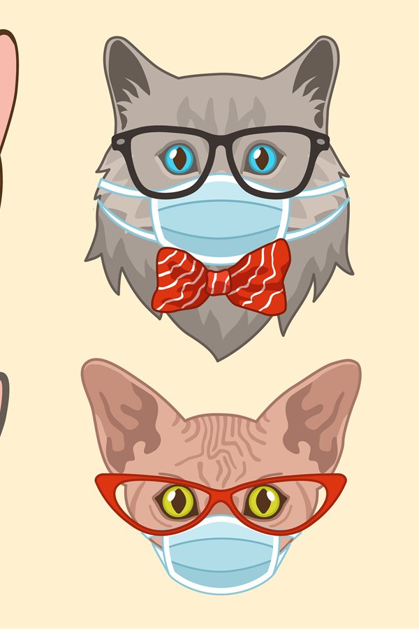 Cat in face mask. Cute heads cats muzzles in medical masks,