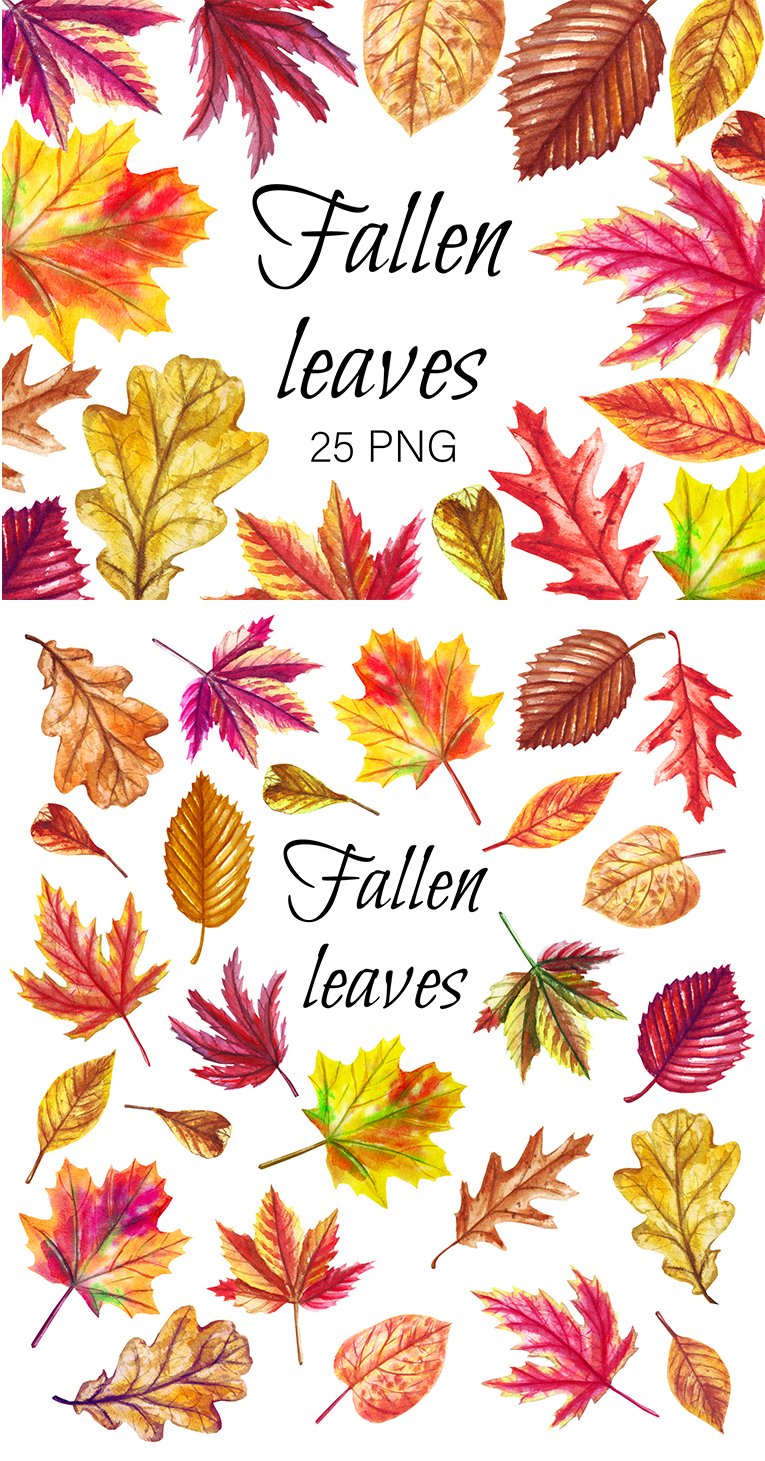 Watercolor Fall Clipart, Autumn Leaves png files