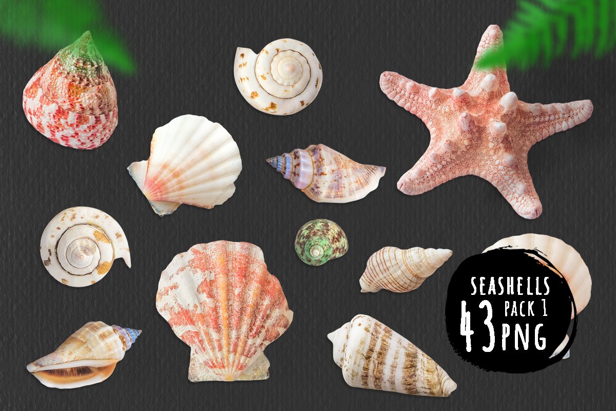 Seashells bundle. Pack 1