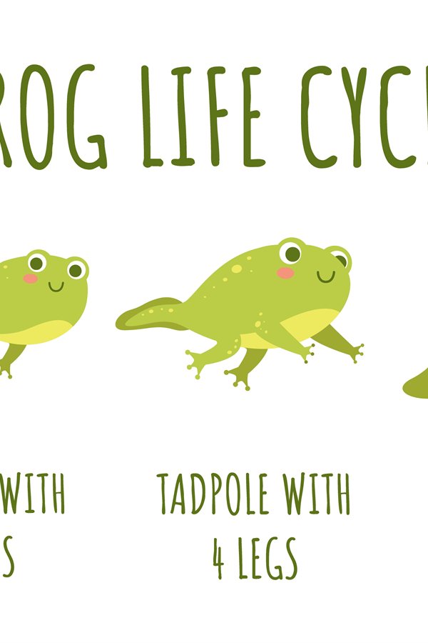 Frog life cycle. Stages development and growth of toad, wate