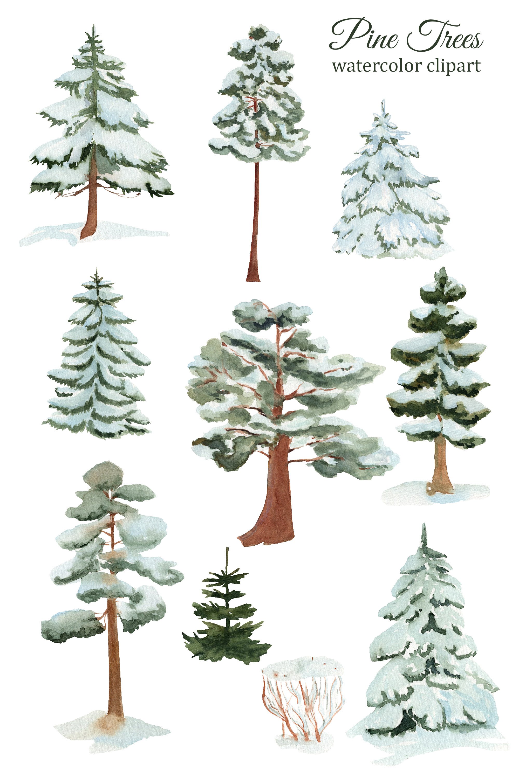 Winter pine trees watercolor clipart, spruce PNG, forest ill