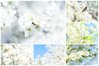 Spring Flowers and Paintings Bundle (53431) | Nature | Design Bundles