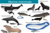 Marine mammals (238287) | Illustrations | Design Bundles