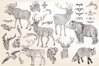 Collection of hand drawn engraved animals in vintage style (141495 ...