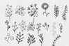 72 Botanical Doodles (193380) | Illustrations | Design Bundles