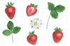 Set Strawberry Watercolor (247558) | Illustrations | Design Bundles