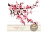 Cherry Blossoms Digital Papers and Sakura Clipart (248814) | Patterns ...