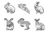 Rabbits Collection Art (278417) | Illustrations | Design Bundles