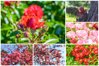 Spring Flowers and Paintings Bundle (53431) | Nature | Design Bundles