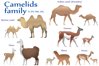 Camelids family colour (693955) | Illustrations | Design Bundles