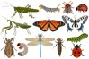 Insects colour (563554) | Illustrations | Design Bundles