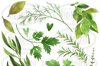 Watercolor Herb Clipart (187398) | Illustrations | Design Bundles