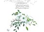 Hand Painted Watercolor Greenery Clipart (71262) | Illustrations ...