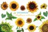 Sunflower watercolor clip art pack, sunflower decoration (104140 ...