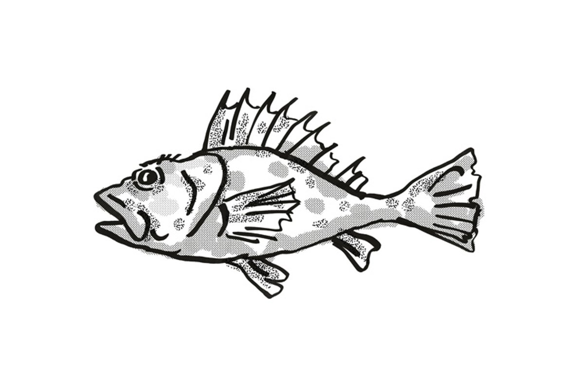Western Scorpionfish Australian Fish Cartoon Retro Drawing (364378 ...