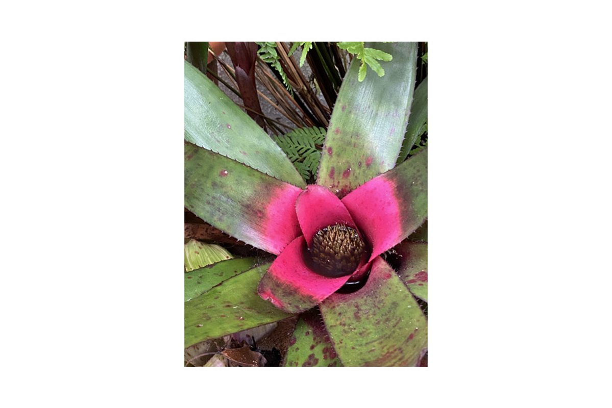 Neoregelia Skotak's Tiger Bromeliad Plant Photo (572054) | Nature ...