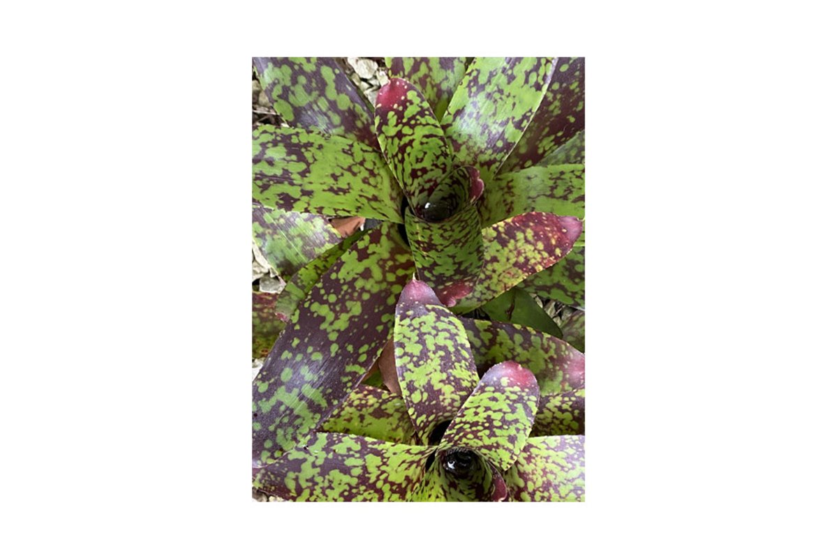 Neoregelia Skotak's Tiger Bromeliad Plant Photo (572053) | Nature ...