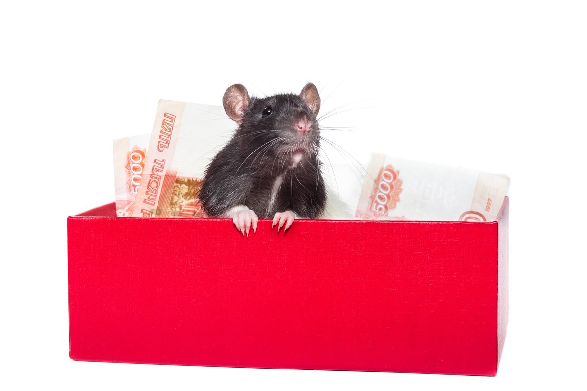 Rat with money (677923) | Animals | Design Bundles