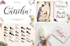 The MINI COLLECTION Bundle (190707) | Calligraphy | Font Bundles