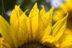 15 photos of bright sunflowers