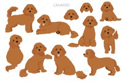 Cavapoo clipart (1312692) | Illustrations | Design Bundles