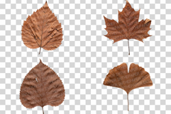 Autumn leaves Photo | fall foliage photography colorful leaf