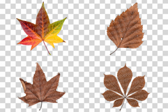 Autumn leaves Photo | fall foliage photography colorful leaf