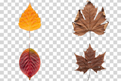 Autumn leaves Photo | fall foliage photography colorful leaf