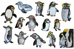 penguin types watercolour clipart and flashcards