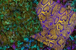 Tropical Snakeskin | Digital Paper Pack Bundle