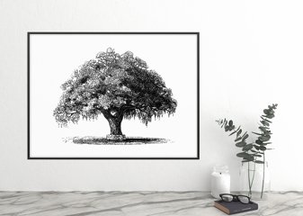 Cork Tree Sketch